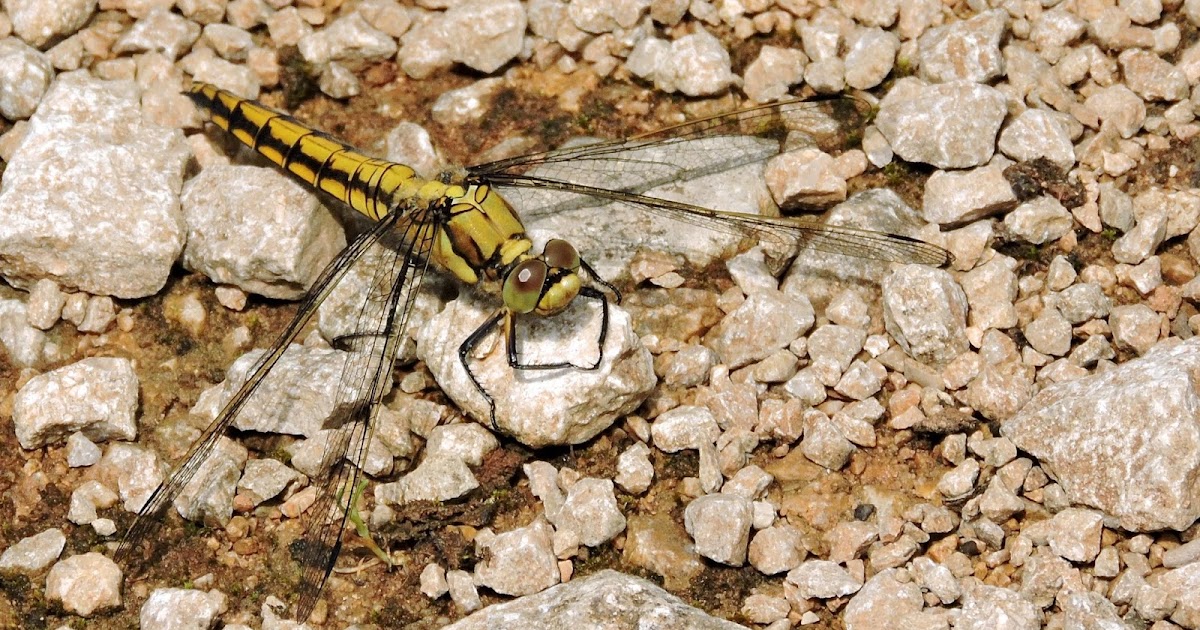 BIÓLOGO Y MERCENARIO: "Alcotán sobre gravera"