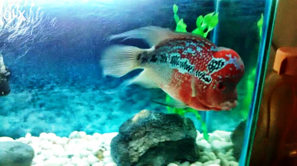 FLOWERHORN FISH photos - wallpapers (ανανεωμένο) | the fun bank