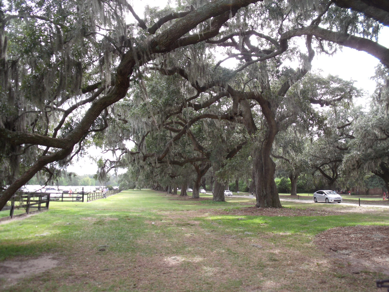Wildcat Sailorgirl: Boone's Hall Plantation and The Notebook