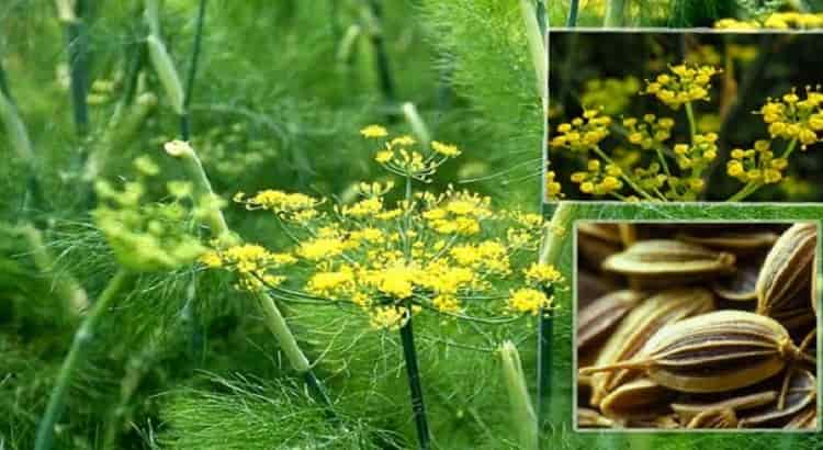 Khasiat Dan Manfaat Tanaman Adas Untuk Kesehatan - SEHAT UNTUK DIJAGA ...