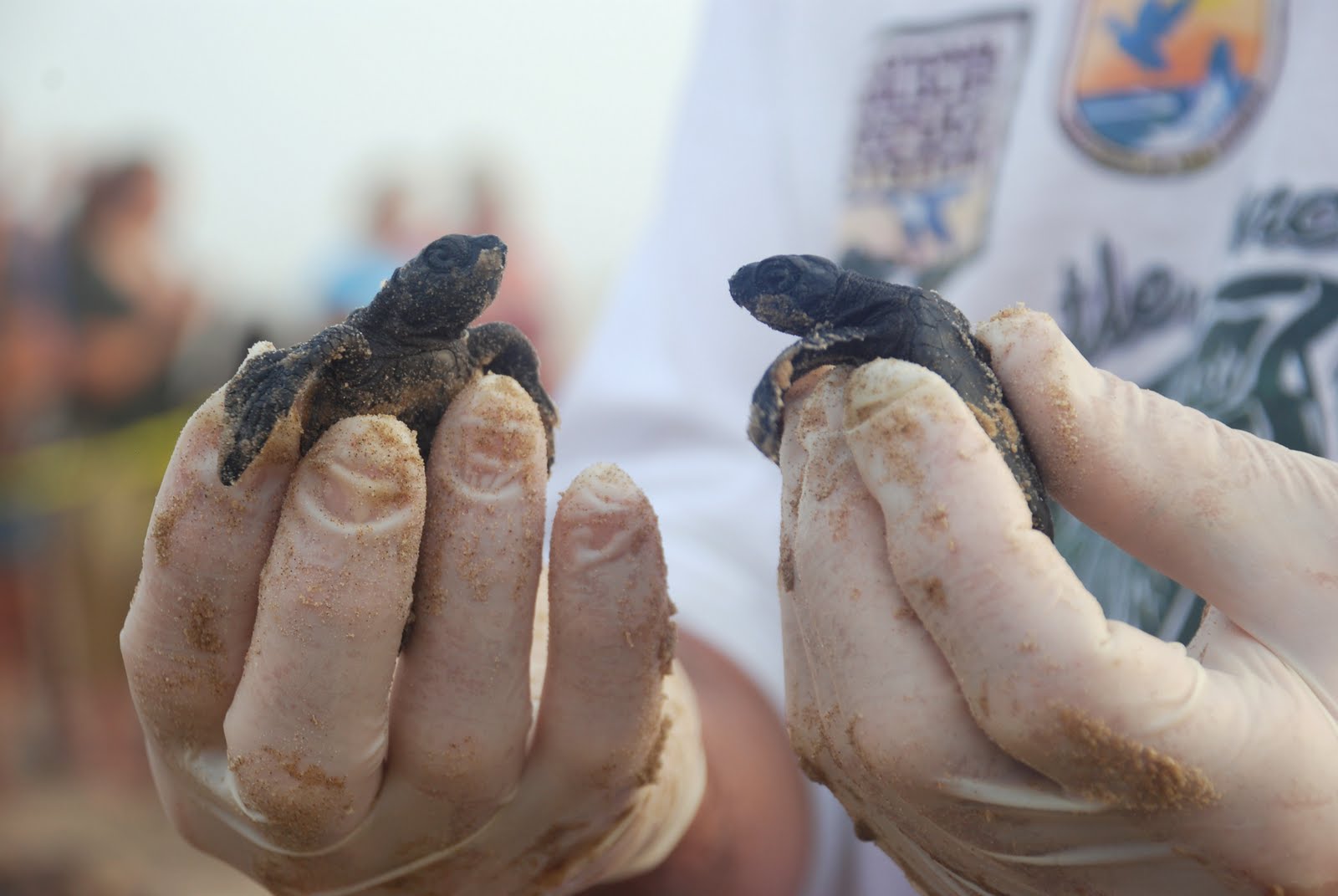 IRISH TRIPLETS: Baby Turtles Swimming Off Into the Future.
