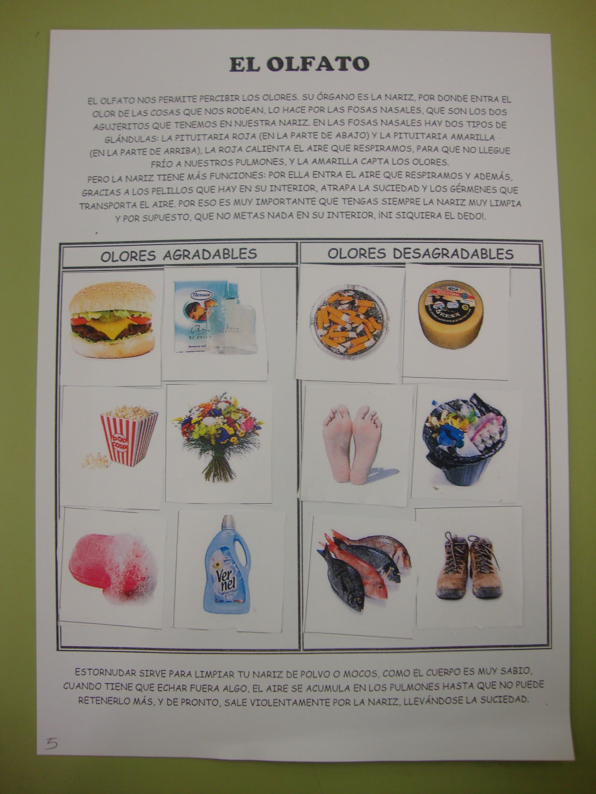 DEBAJO DEL ARCO IRIS: EL OLFATO