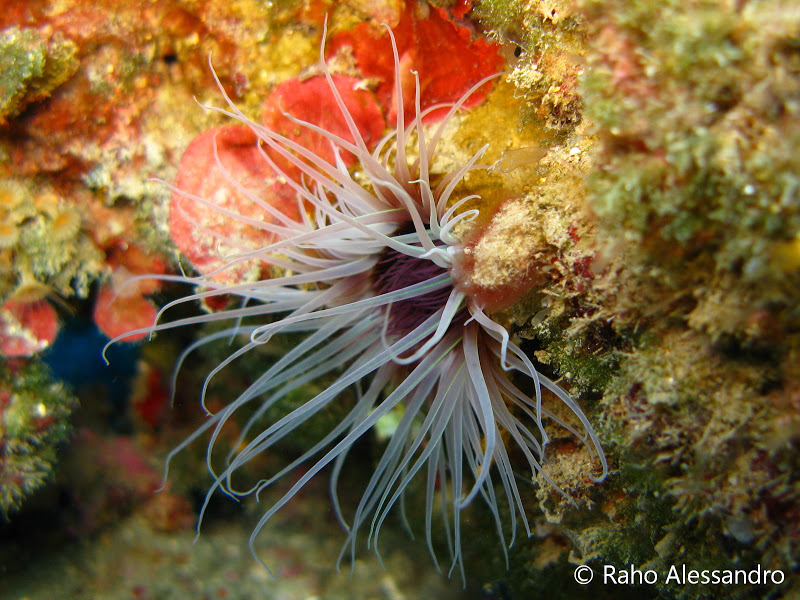 Necton e Plancton: Cnidari: Cerianto