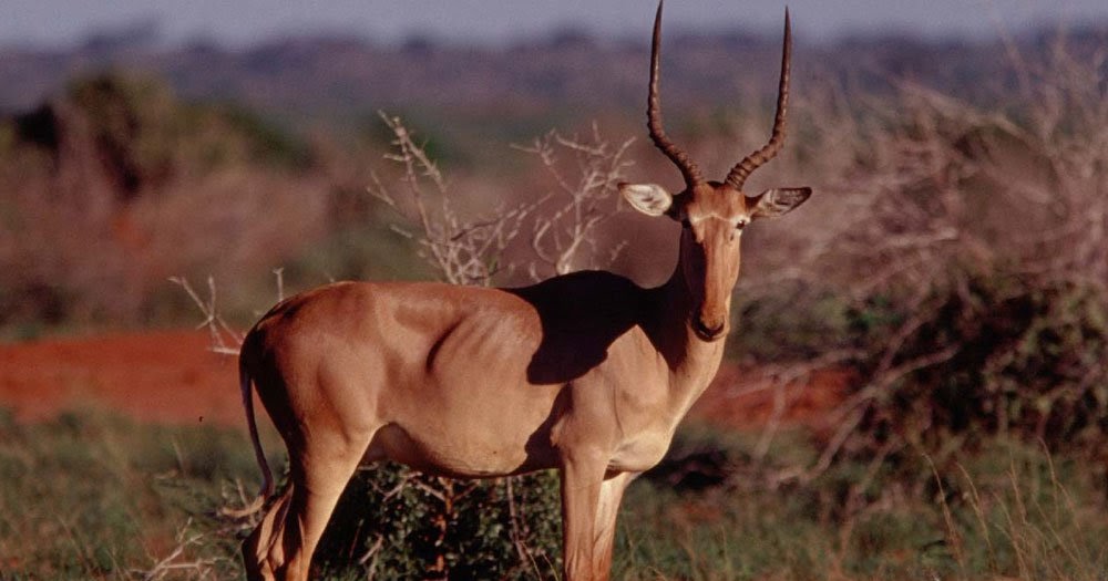 Tuấn Vũ: "TIỆT CHỦNG" HAY "TUYỆT CHỦNG"?