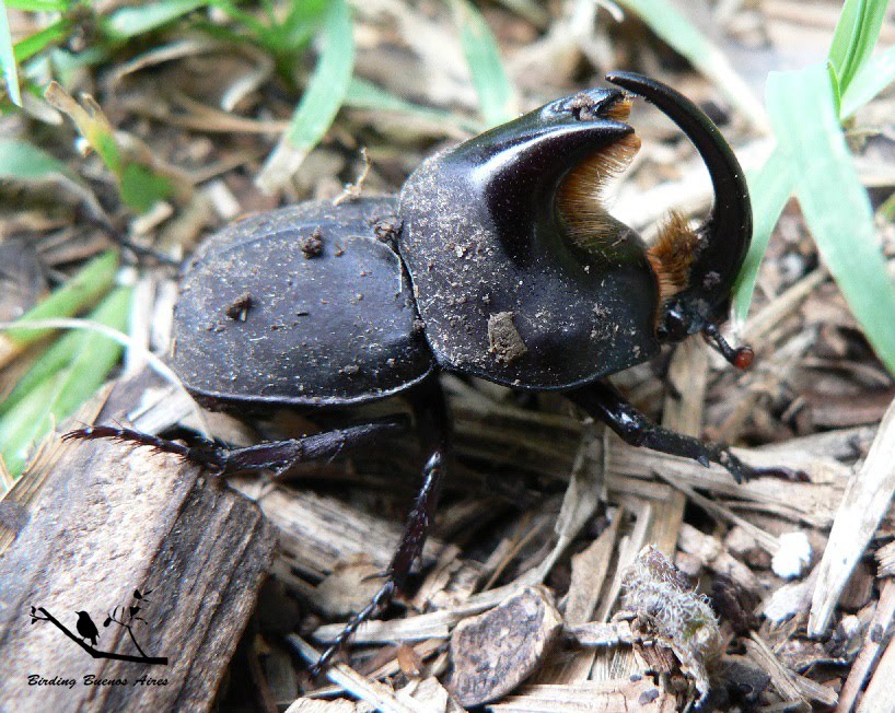 BIRDING BUENOS AIRES: More BA Fauna