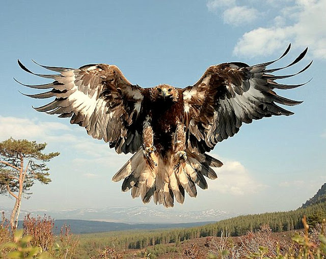 BARRY the BIRDER: Britain's magnificent Golden Eagle