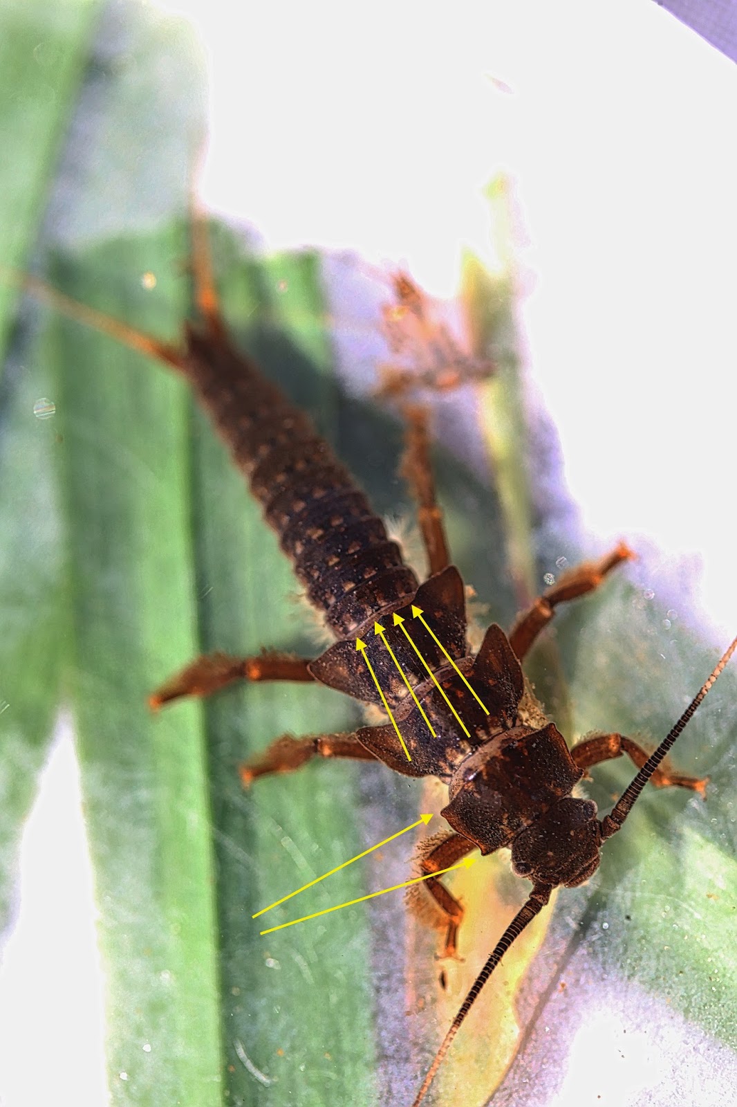 Aquatic Insects of Central Virginia: Agnetina annulipes (the Southern ...