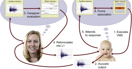 Stages in First Language Acquisition: Perception and production of sounds