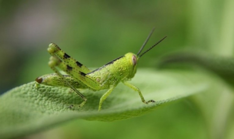 Pengertian dan Tahapan Metamorfosis - PEMBELAJARAN KELAS 4 SD