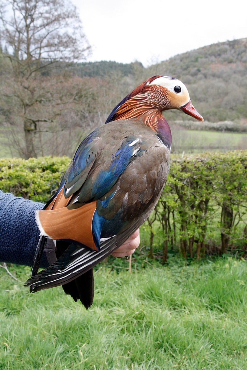 Ruffled Duck Feathers