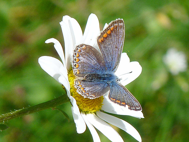 Wild and Wonderful: May 2011