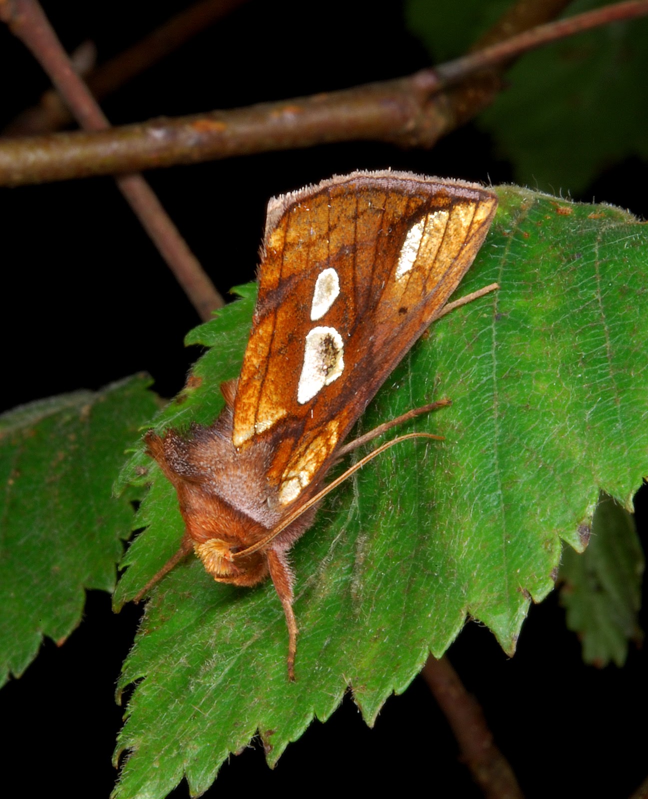 Glamorgan Moth Recording Group: County List - Macros