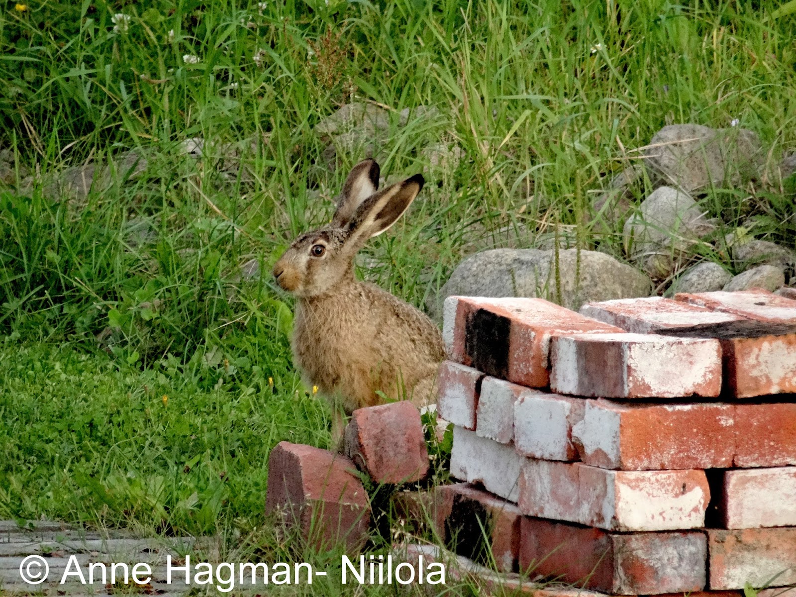 ANNEN LUONTOPÄIVÄKIRJA nature diary: PÄIVÄN PUPU KUVAT Day bunny pictures