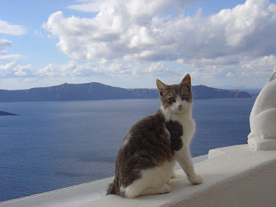 CATs LOVERS: Aegean cat