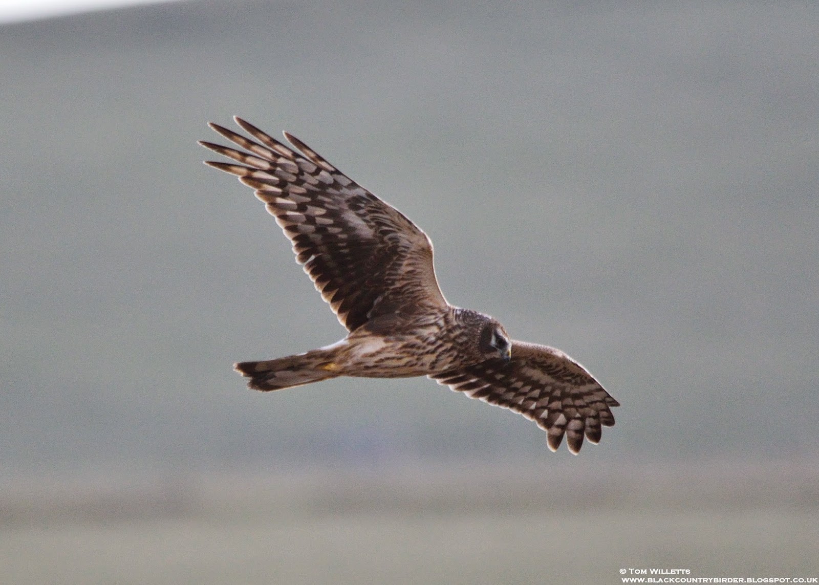 Two Black Country Birders: Orkney