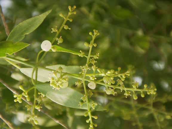 Nandanvan: Miswak or Meswak tree
