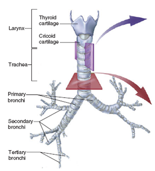 eecaass's blog: Kartilago, anatomi bronkiolus, ntomi alveolus, anatomi ...