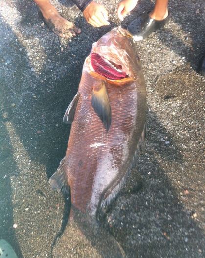 Huge Red Snapper Caught in Marbella, Costa Rica