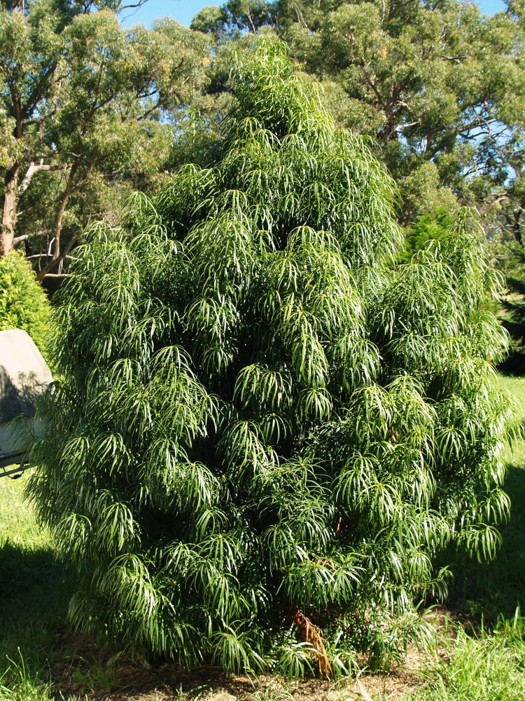 The latest dirt from my garden: Pendulous Tropical Conifer Podocarpus