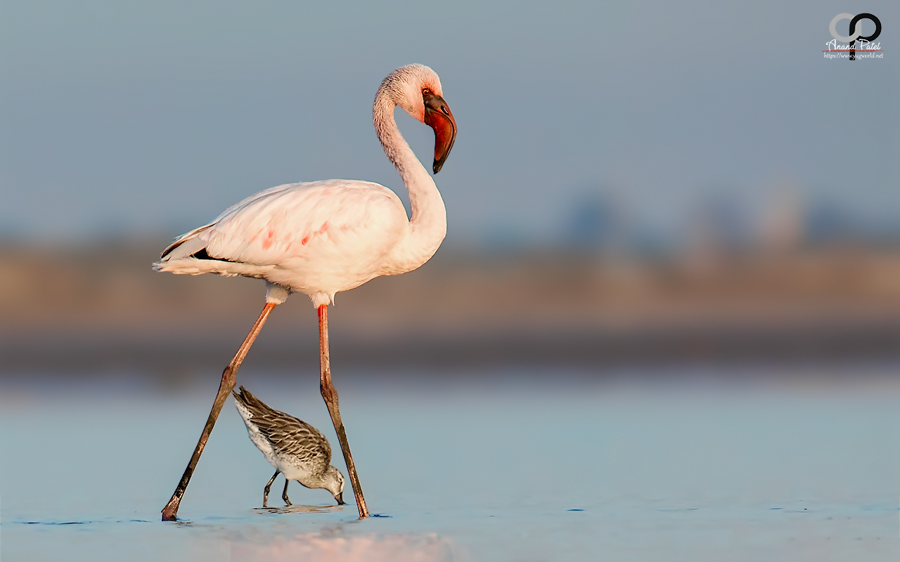 Lesser Flamingo with Asian Dowitcher | YuGWoRLD