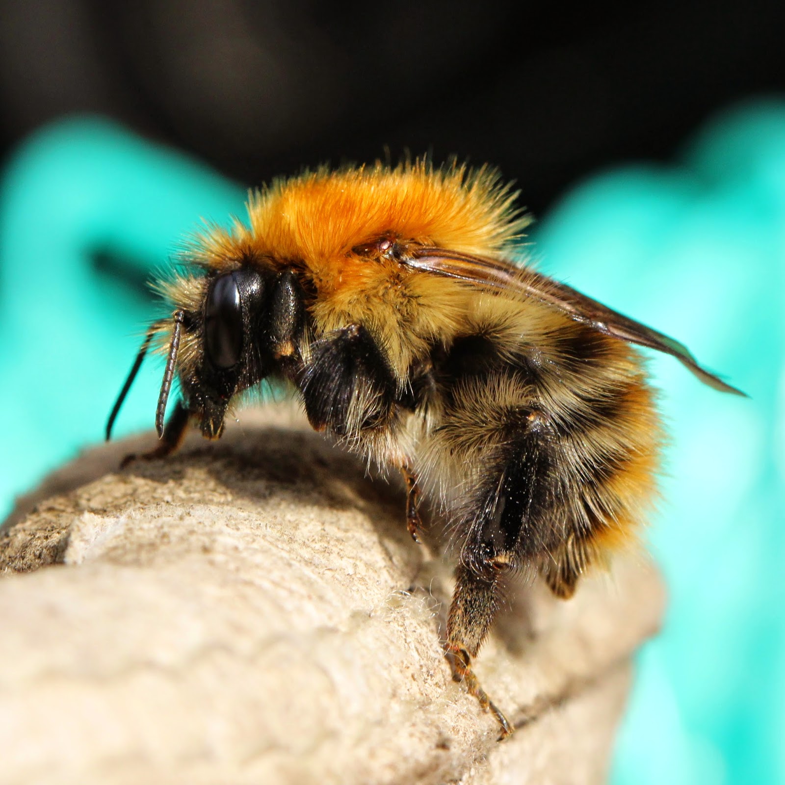 TrogTrogBlog: Common carder bee