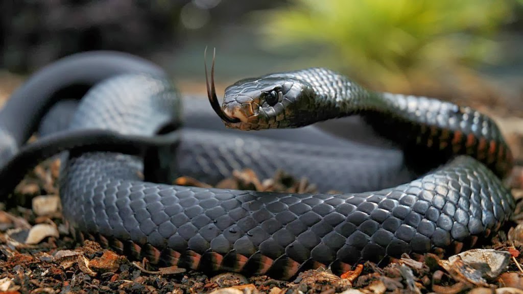 Black Mamba ~ Snakes World