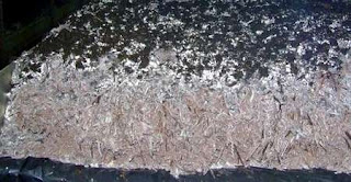 Arta Cultivarii Ciupercilor: *Champignon Pregatirea Compostului*-Faza 1 ...