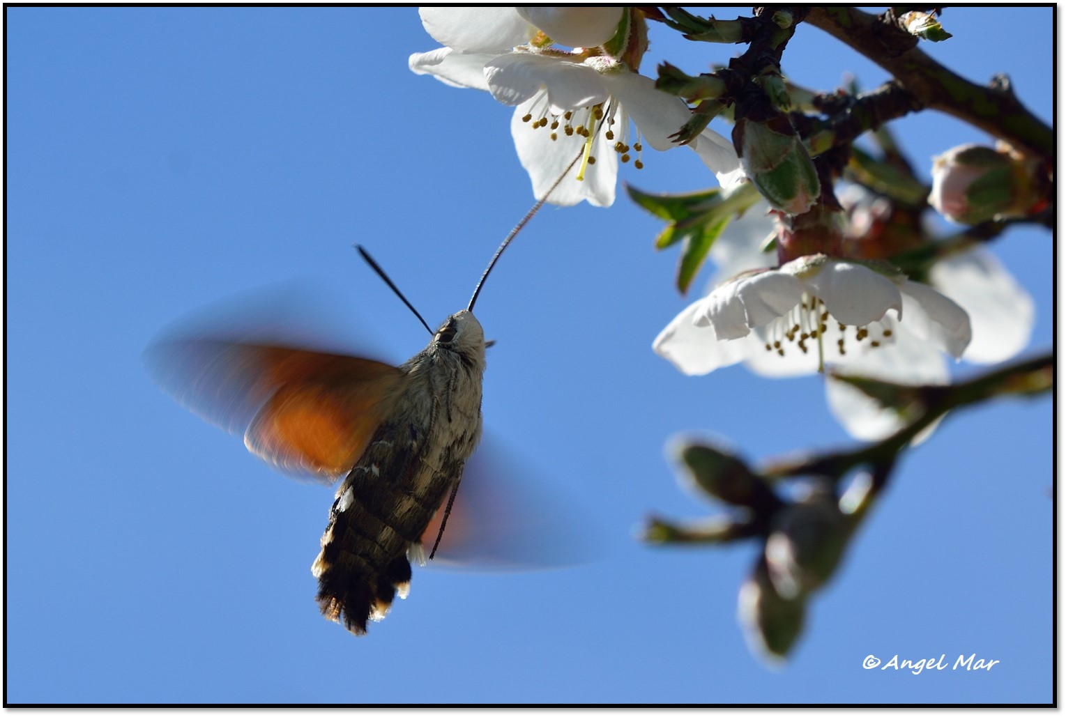 Butterflies and Dragonflies: Macroglossum stellatarum (Polilla Esfinge ...