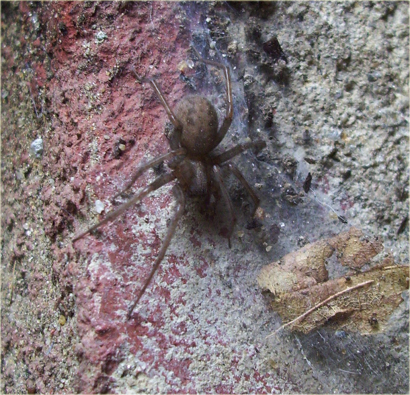 Arachnerds: Spiders of New Hampshire