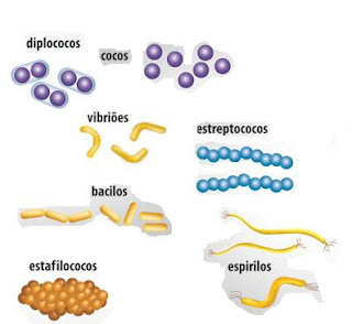 Biologia para vida= fatos basicos: Formas das bactérias