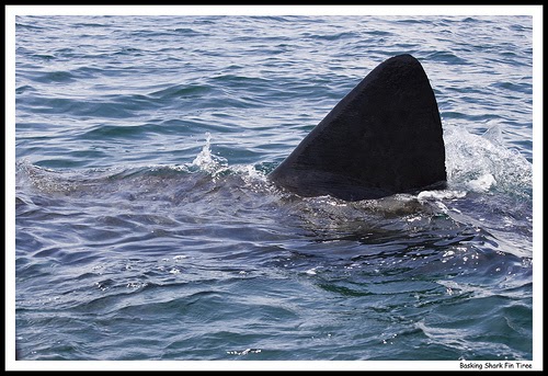 Moore On Running Shark Attack On A Long Run