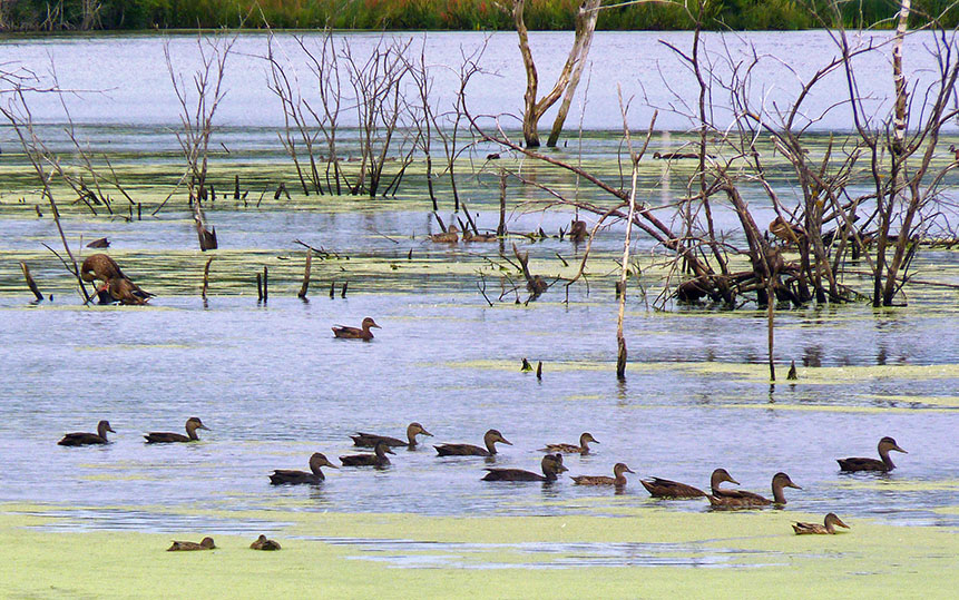 Life at the Annapolis Royal Marsh: A typical marsh scene