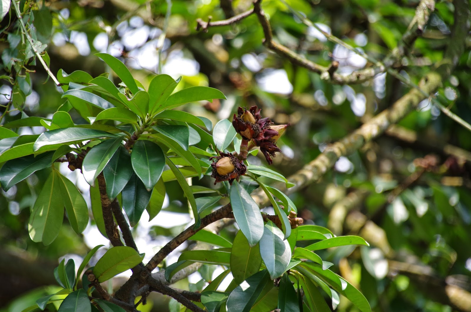 Trees and Plants: Candle Butter Tree