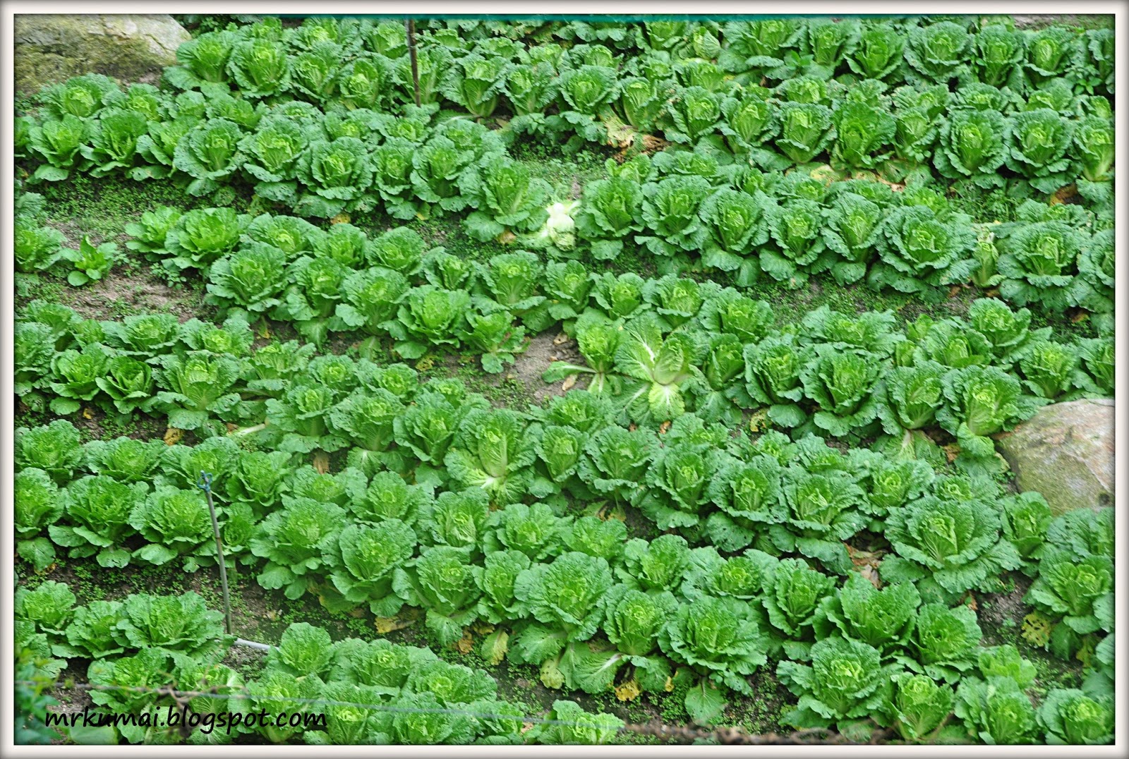 mrkumai.blogspot.com: Kebun Kubis Bunga di Cameron Highlands