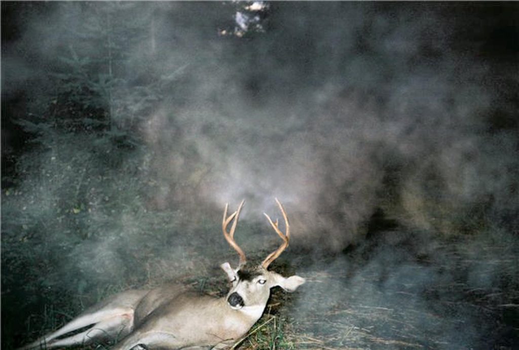 EL ANIMAL INVISIBLE: Necroantrozoología por Brooks Dierdorff en su ...