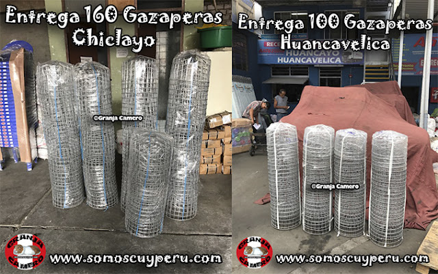 GAZAPERAS PARA CUYES ~ SOMOS CUY PERU