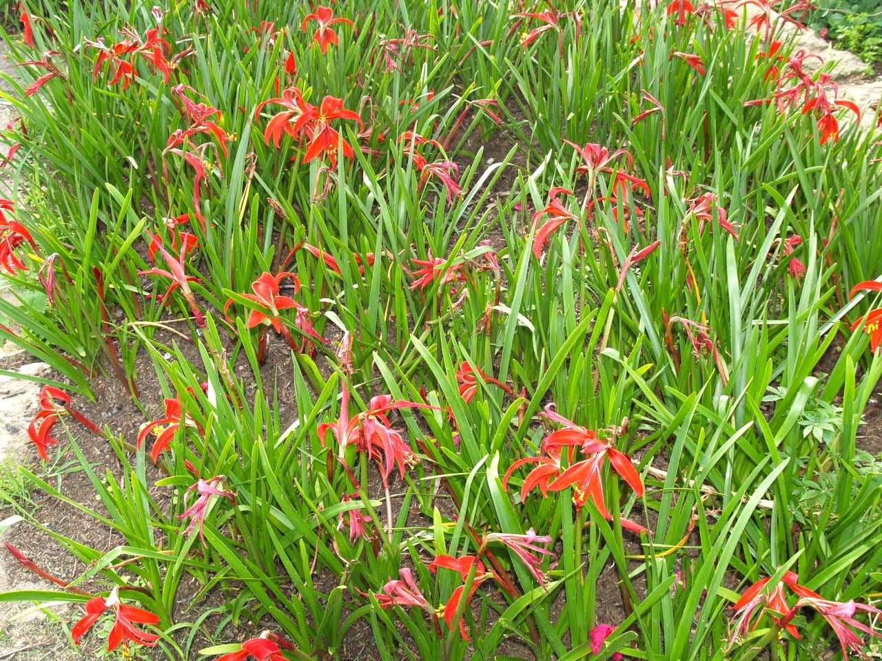Florez Nursery: The Jacobean Lily, Spreklia formosissima