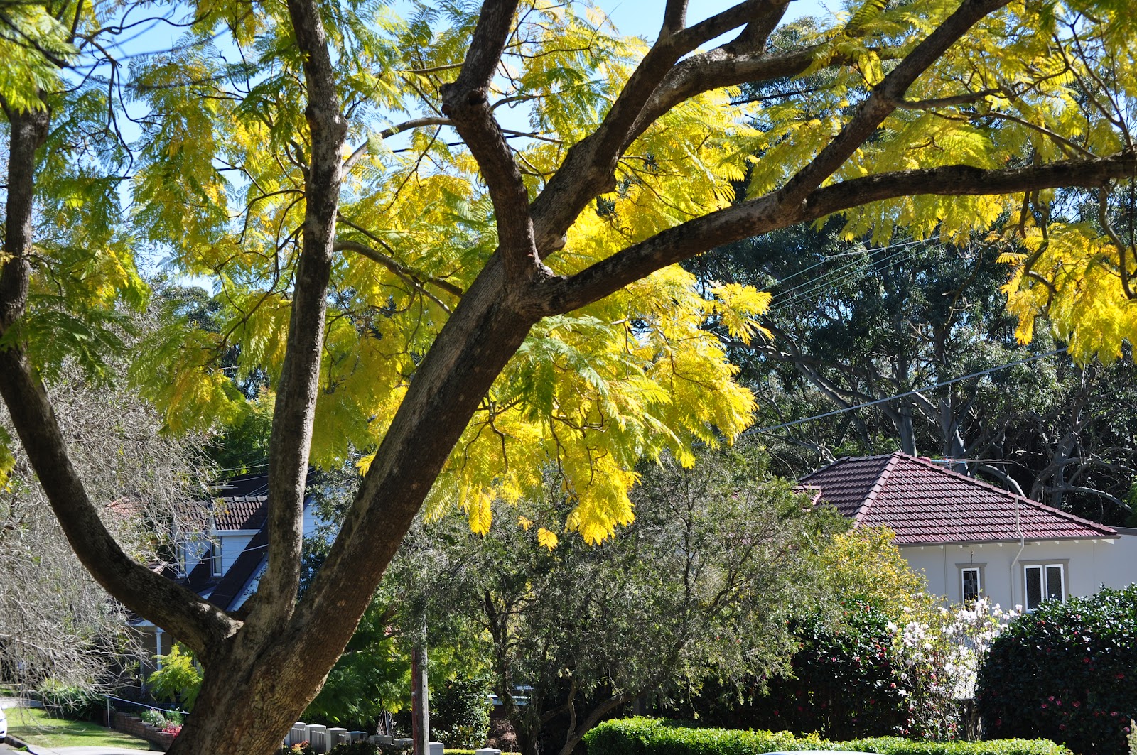 Lane Cove Ne-chan: 冬のジャカランダの木/Winter Jacaranda trees