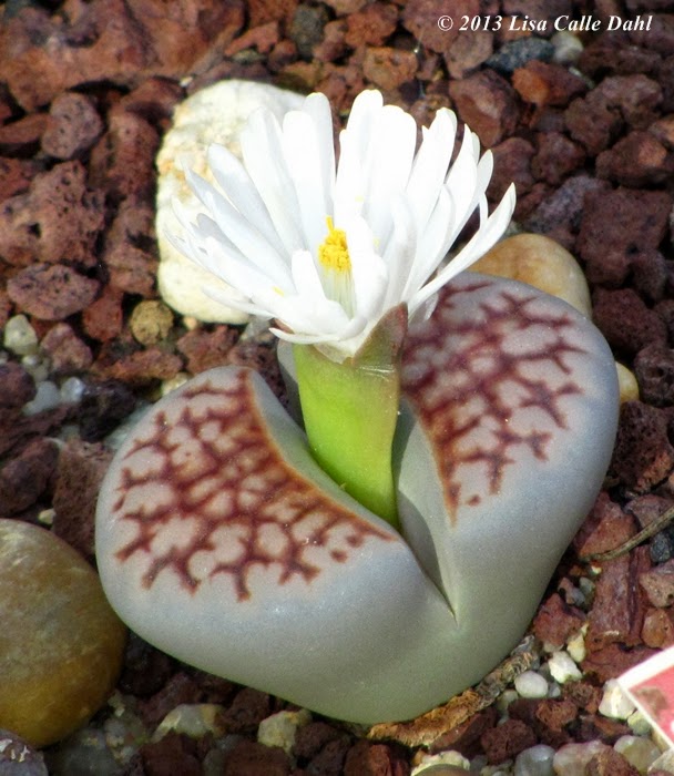 Descubriendo hojas: Lithops en el invernadero del Botánico de Madrid