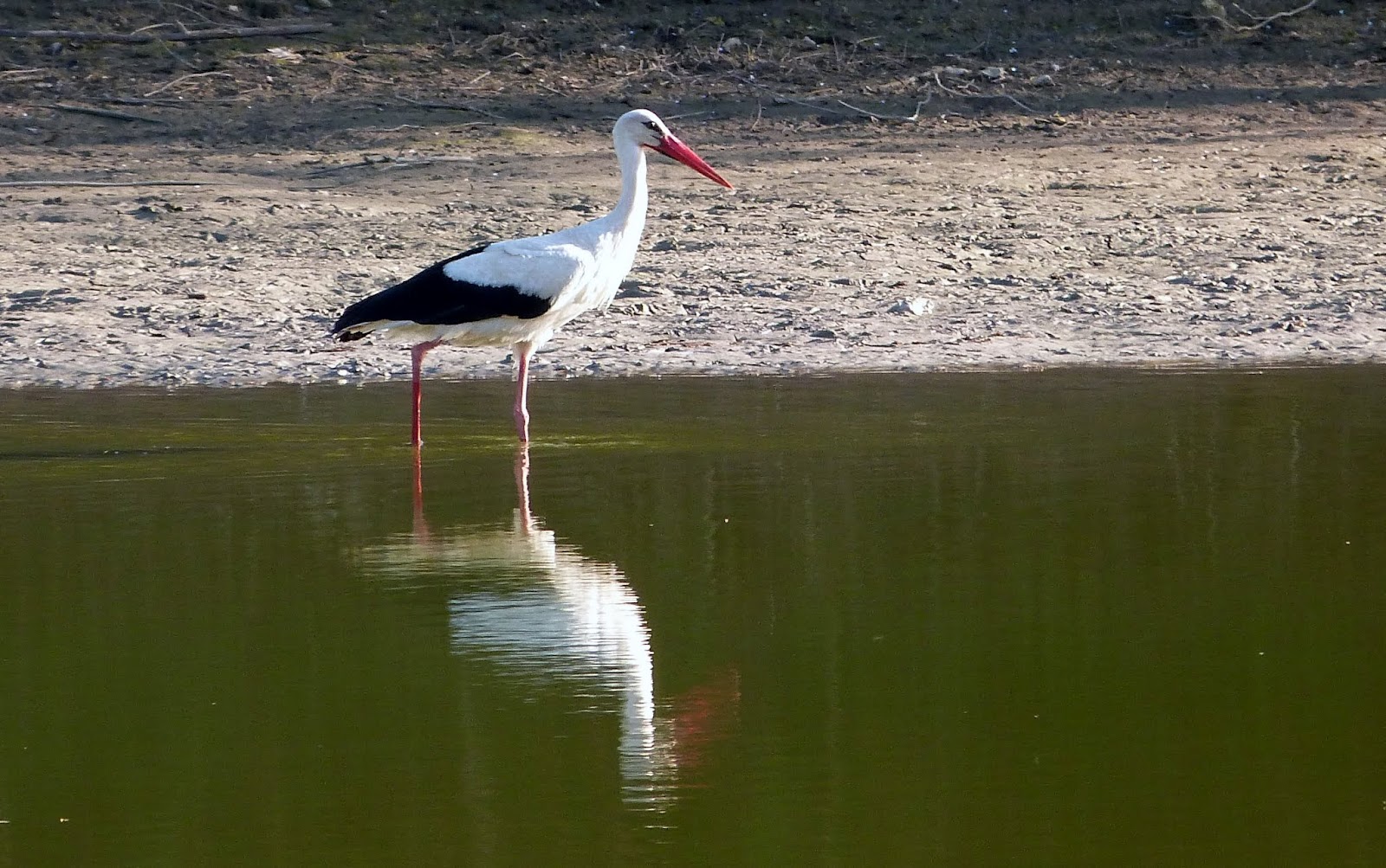 Frumusetile naturii: Barza alba (Ciconia ciconia)