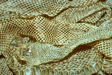 Melissas Homeschool Blog: Snake Skin At the Springs!