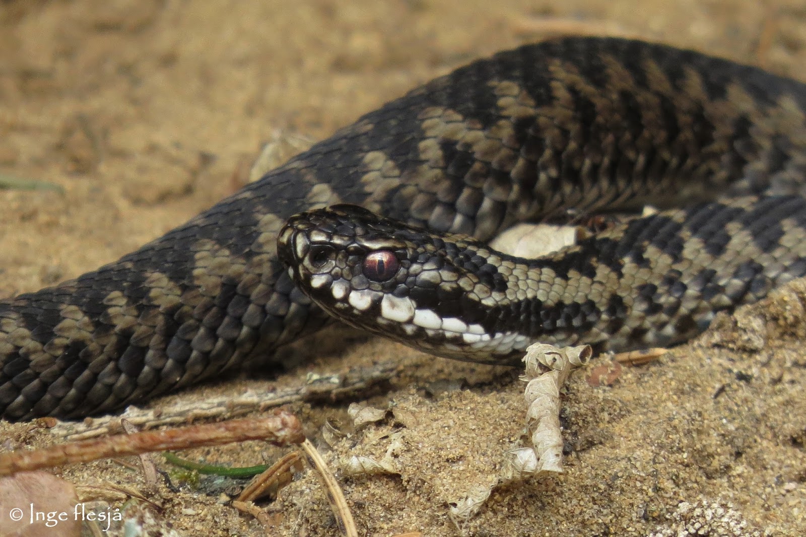 NaturFotoz: Hoggorm - Vipera berus, adult hann. Holum, Mandal 15.04.2018