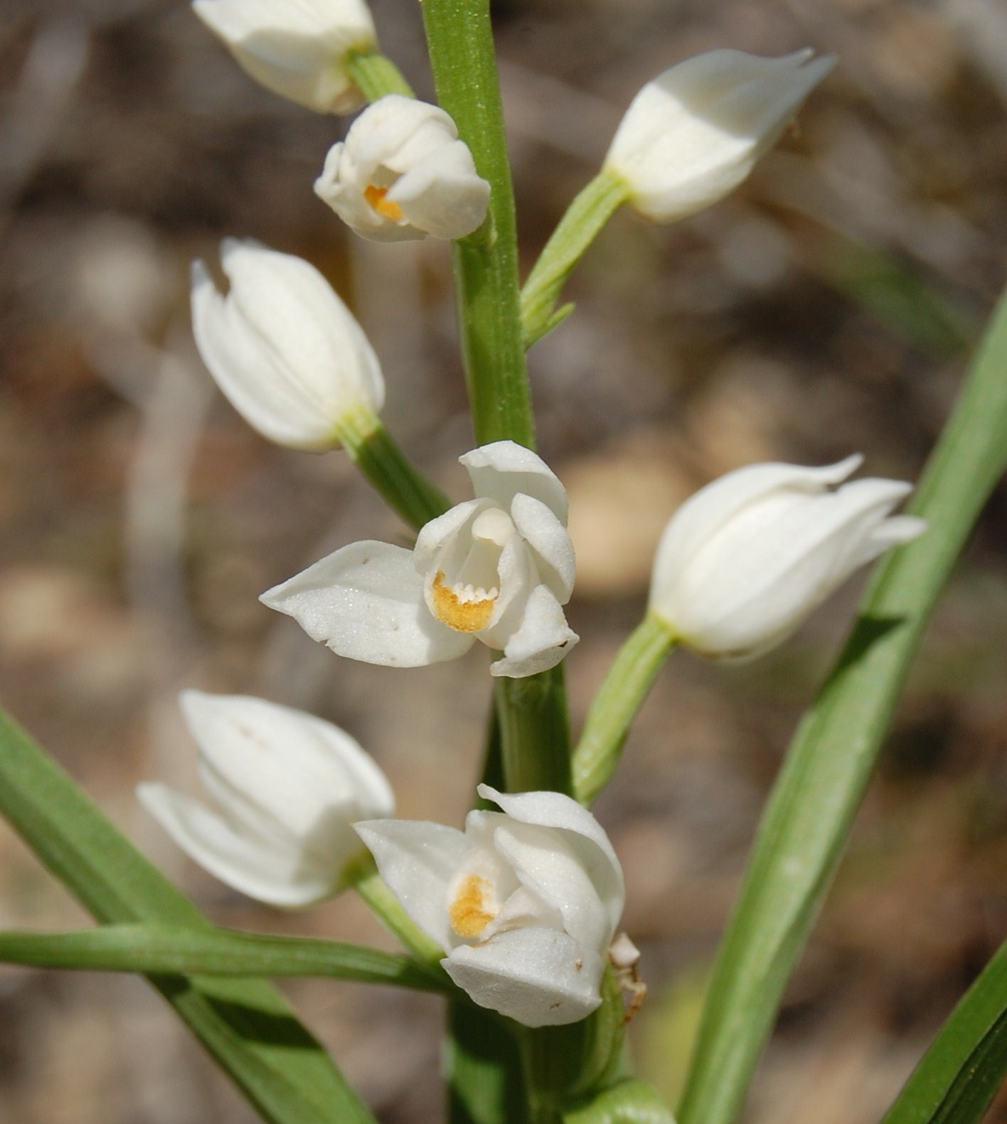 Flora da Serra da Arrábida: Cephalanthera longifolia