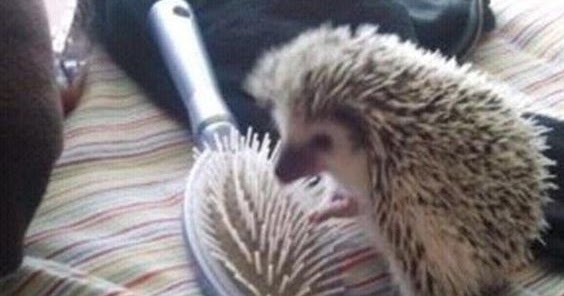 10+ Most Viral Animal Memes Ever - UltimateRepins