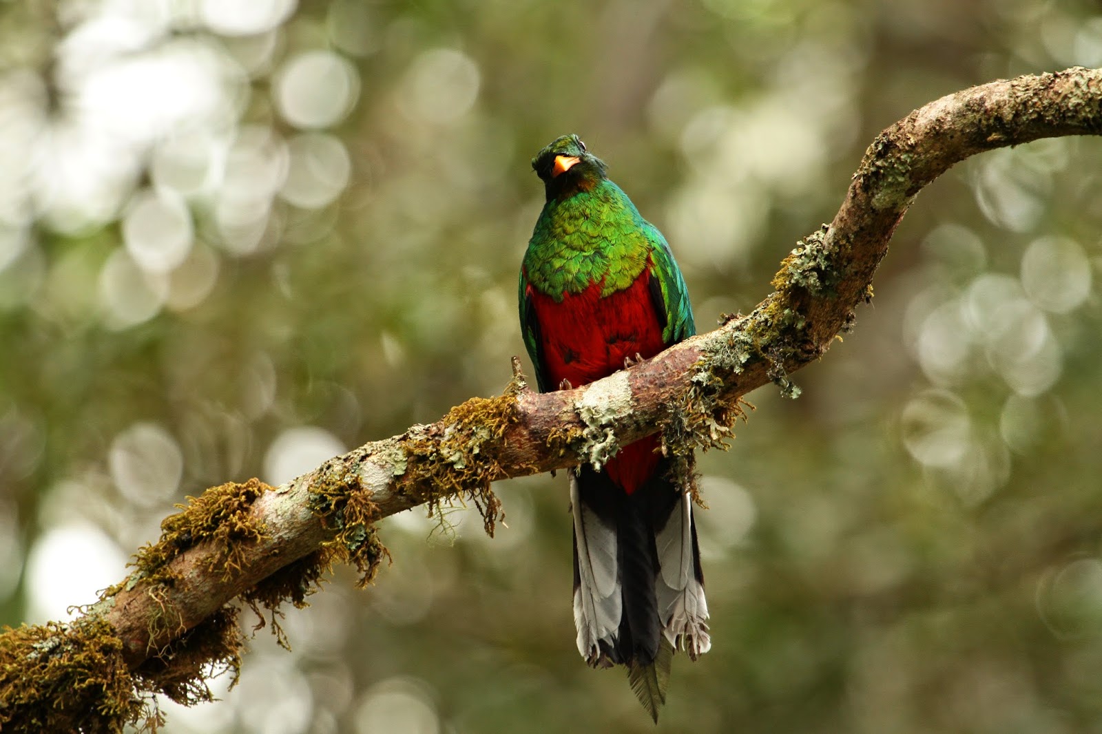 Nuestro bello mundo...: White-tipped Quetzal, male, Pharomachrus ...