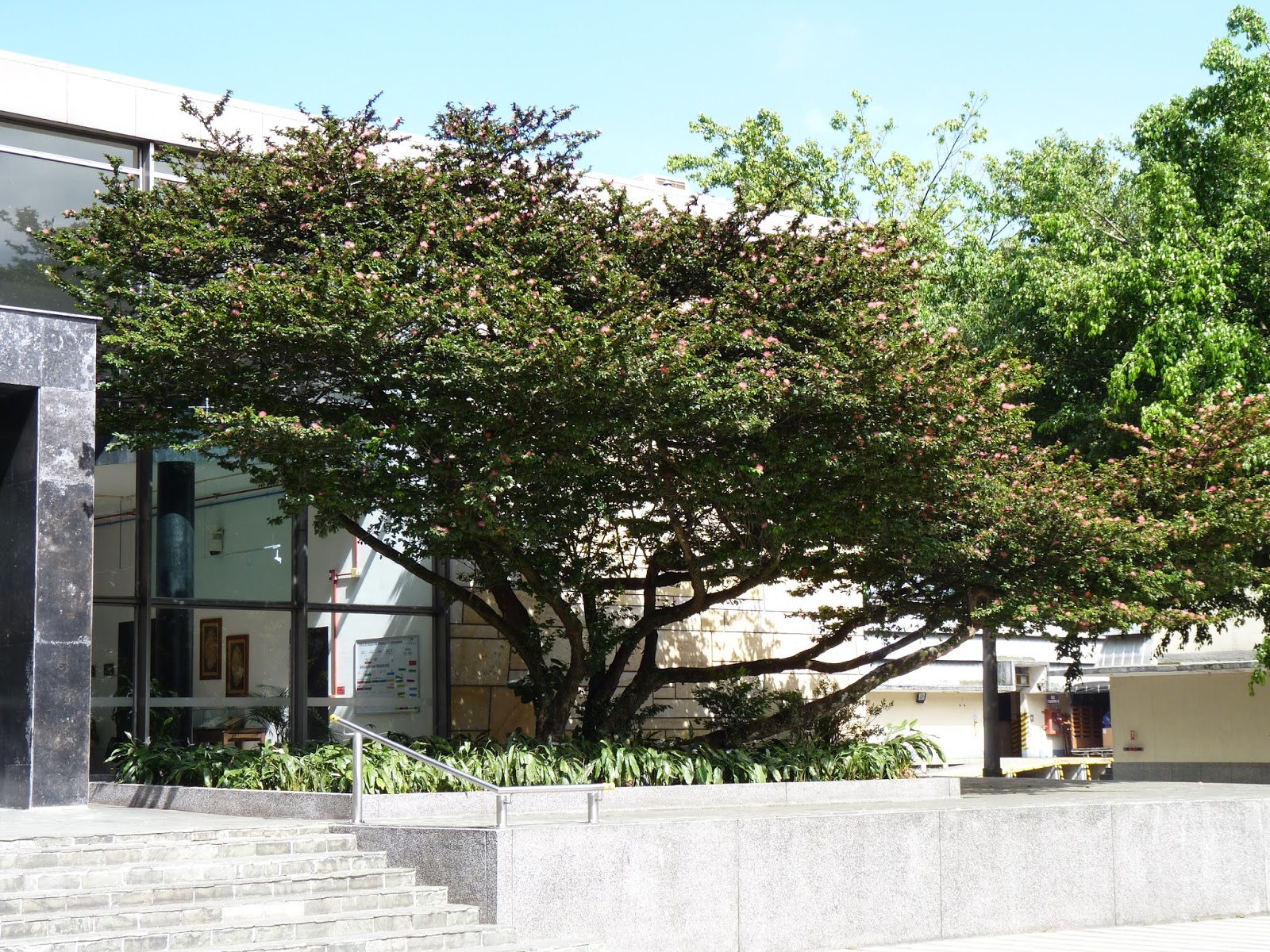 ARBORETUM: Árboles fantásticos, Los calliandra