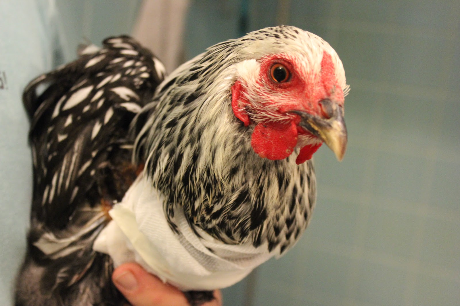 HighTail Farms: Chicken Surgery