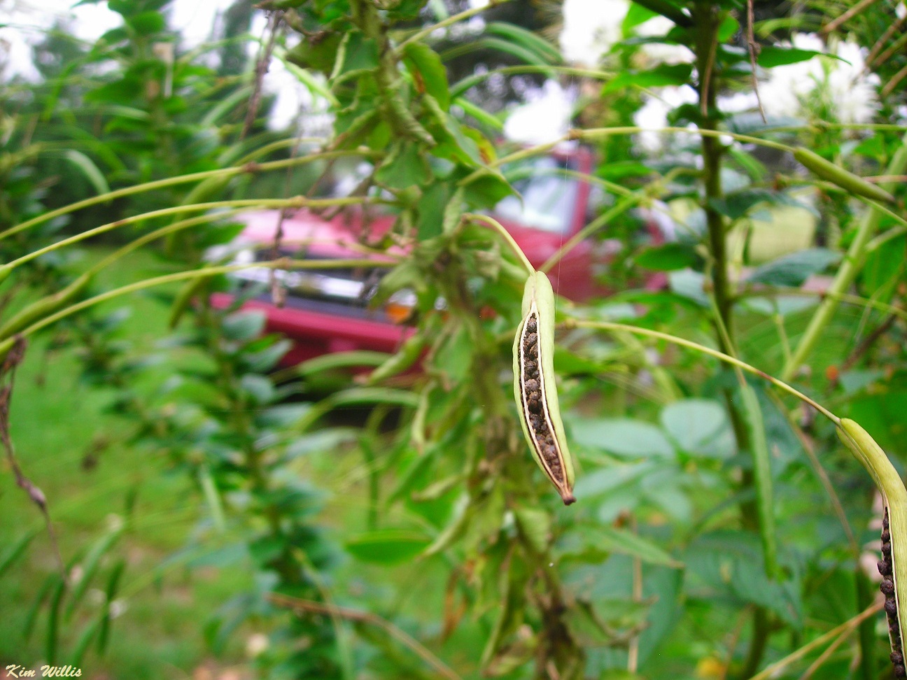 Gardening Granny's Gardening Pages: Seeds- Everything You Need to Know