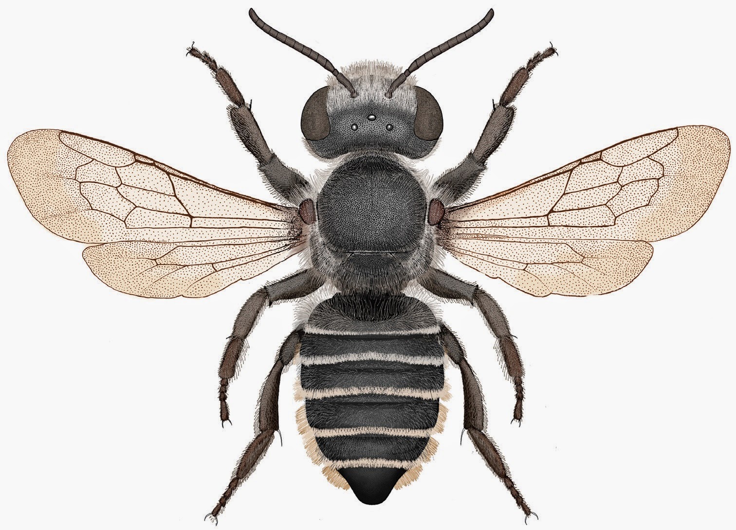 Leaf Cutter Bee New Mexico