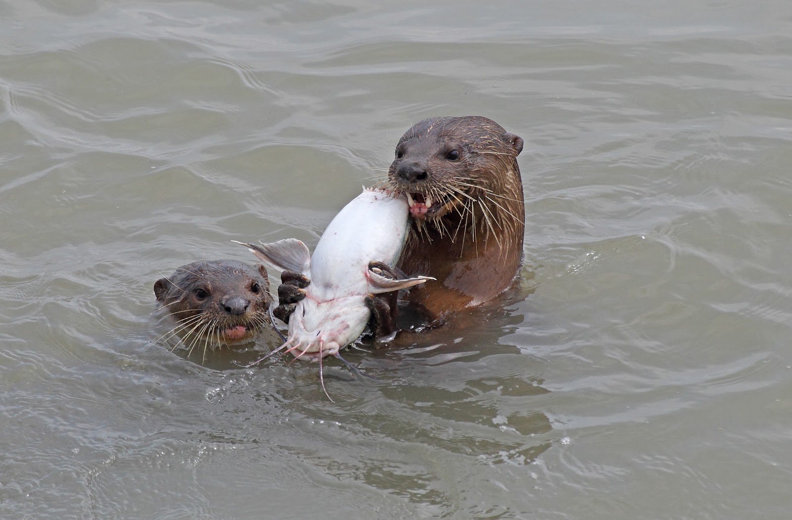 Smooth-coated Otters